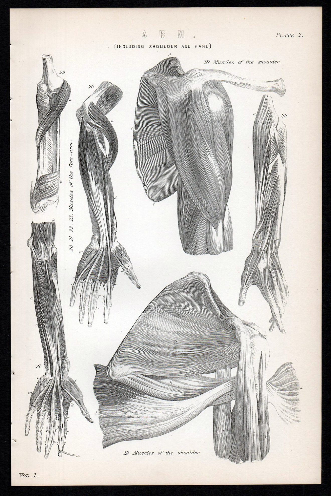 ARM (INCLUDING SHOULDER AND HAND) #2 | Rare Film Posters