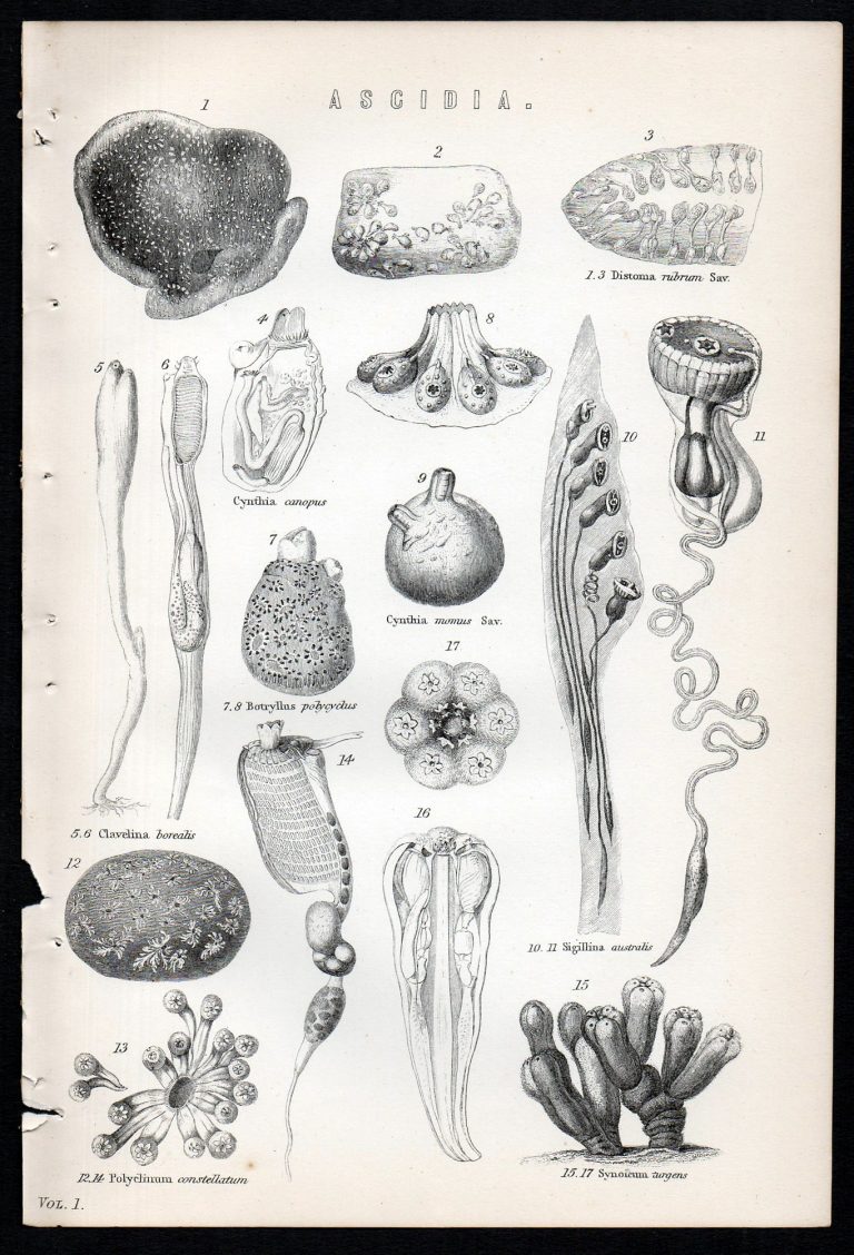 ASCIDIA | Rare Film Posters