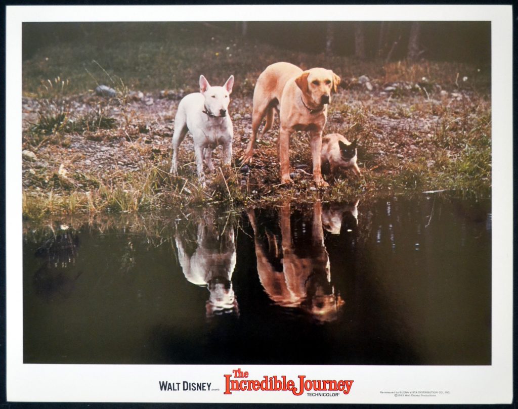 INCREDIBLE JOURNEY | Rare Film Posters