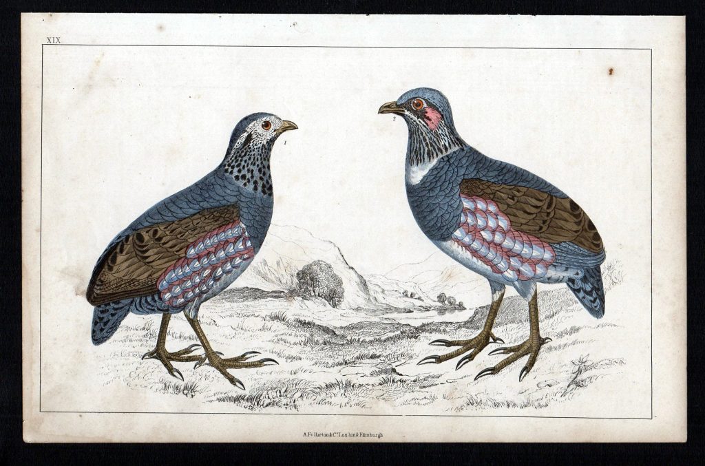 LARGE-FOOTED PARTRIDGE | Rare Film Posters