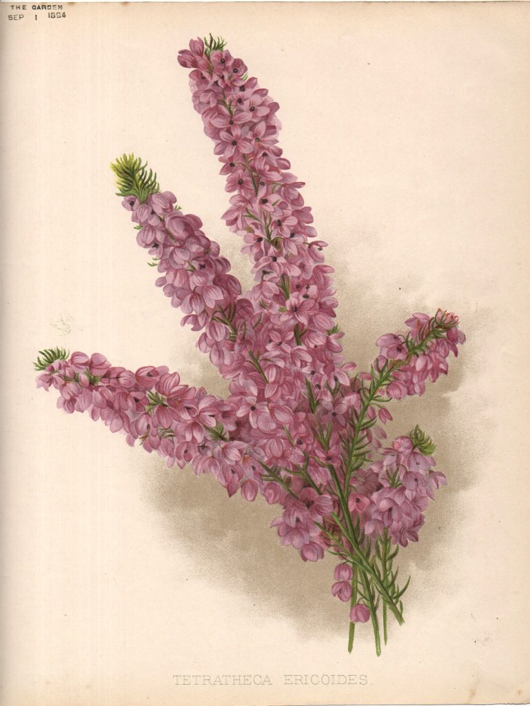 TETRATHECA ERICOIDES | Rare Film Posters